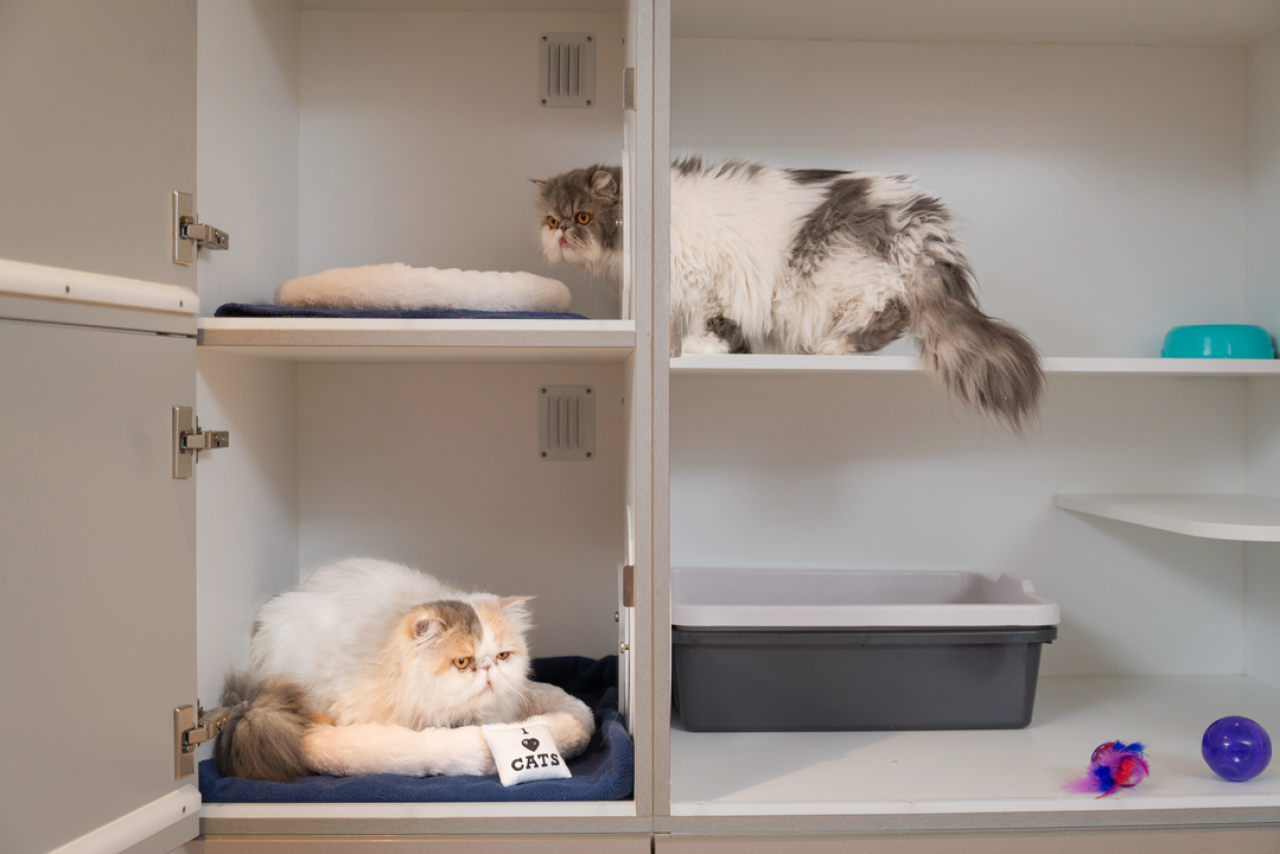Penthouse Condo Beau s Pet Hotel penthouse-condo-beau-s-pet-hotel